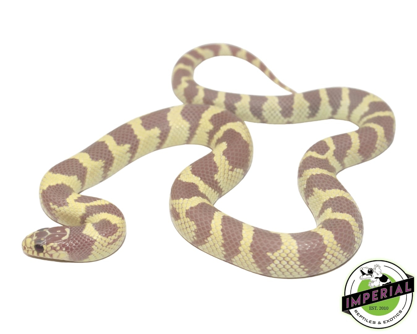 Lavender Ruby Eyed California Kingsnake by Imperial Reptiles & Exotics, LLC - MorphMarket