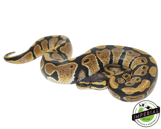 Dinker Import Ball Python by Imperial Reptiles & Exotics, LLC