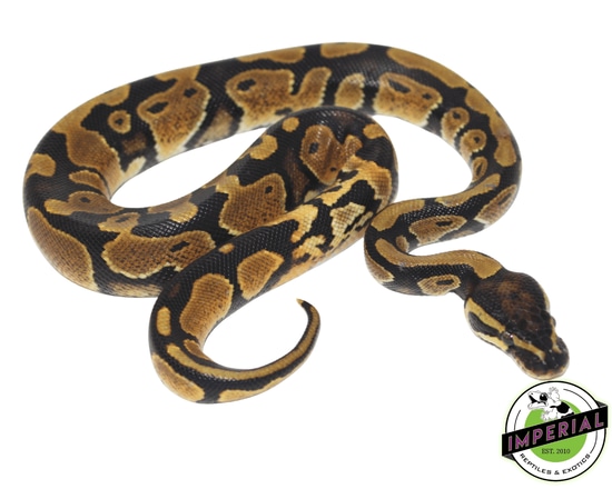 Ringer Dinker Import Ball Python by Imperial Reptiles & Exotics, LLC