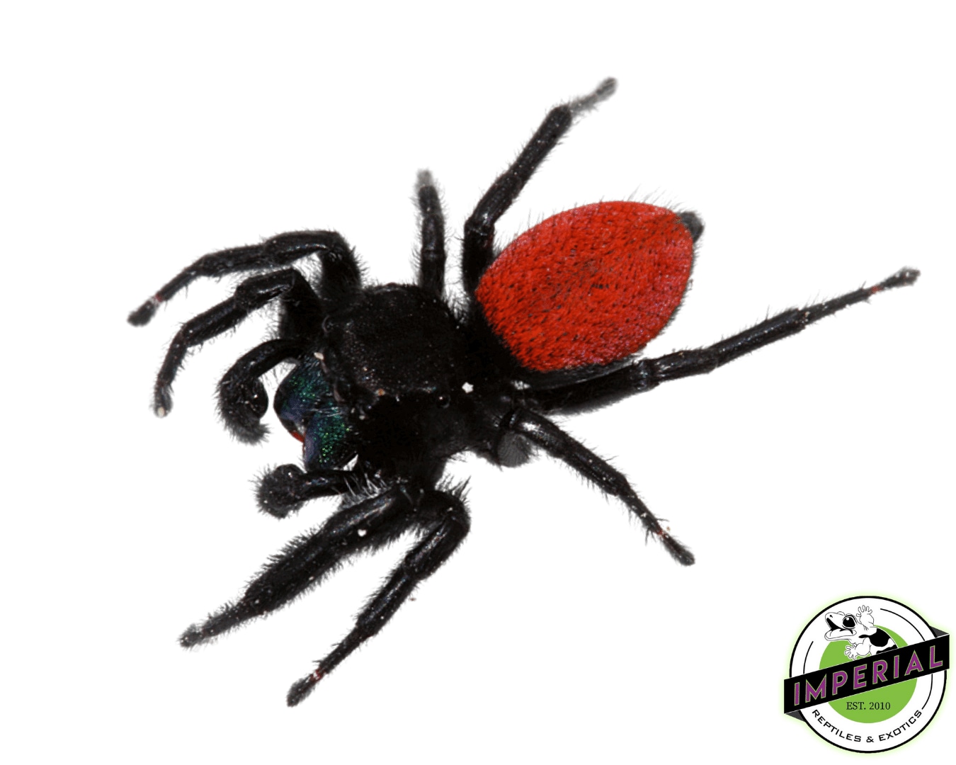 Red Backed Jumping Spider True Spider by Imperial Reptiles & Exotics ...