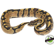 Spark Ball Pythons for Sale - MorphMarket US & Canada
