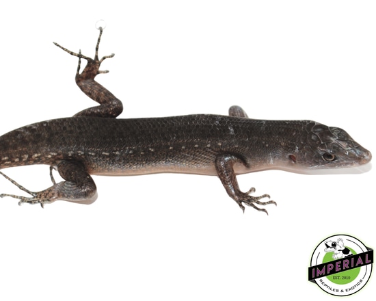 Black Emo Tree Skink Other Skink by Imperial Reptiles & Exotics, LLC