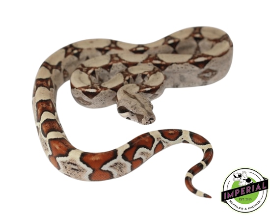 Normal Colombian Red Tail Boa Constrictor by Imperial Reptiles ...