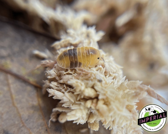 Cubaris Sp "Amber" Isopods by Imperial Reptiles & Exotics, LLC