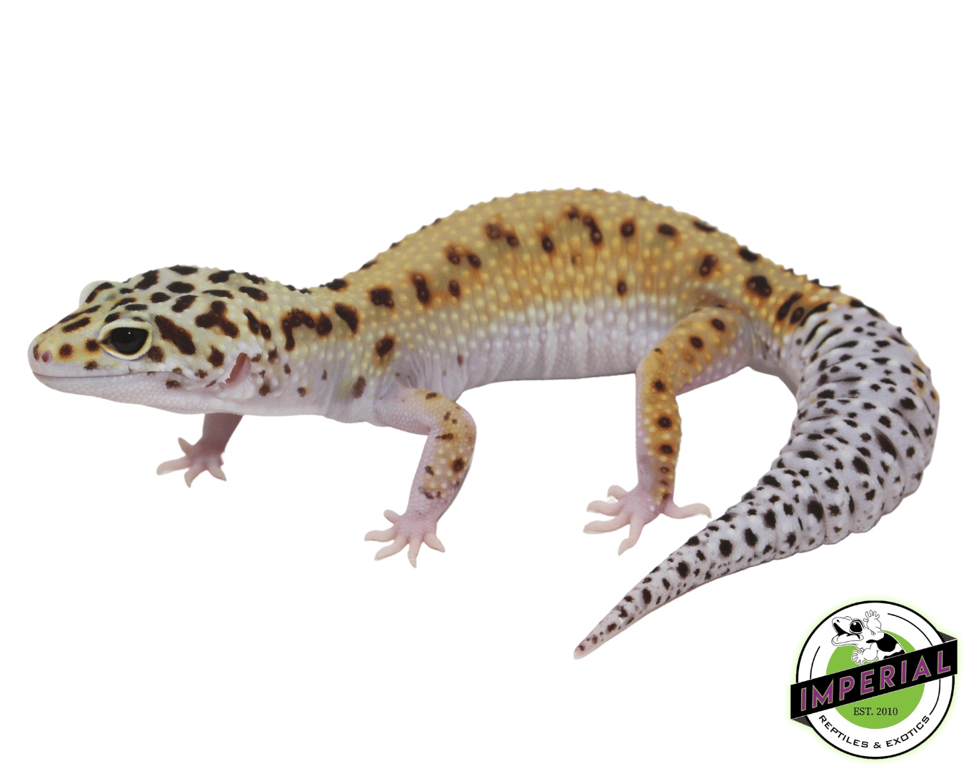 Bold Eclipse Adult Female Leopard Gecko by Imperial Reptiles & Exotics ...