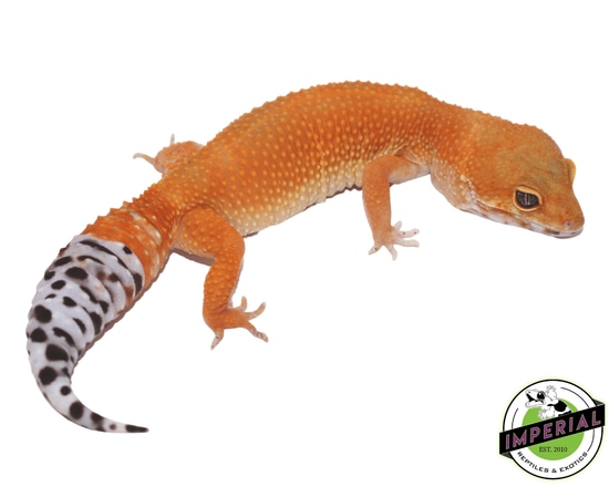 OG Tangerine Adult Leopard Gecko by Imperial Reptiles & Exotics, LLC