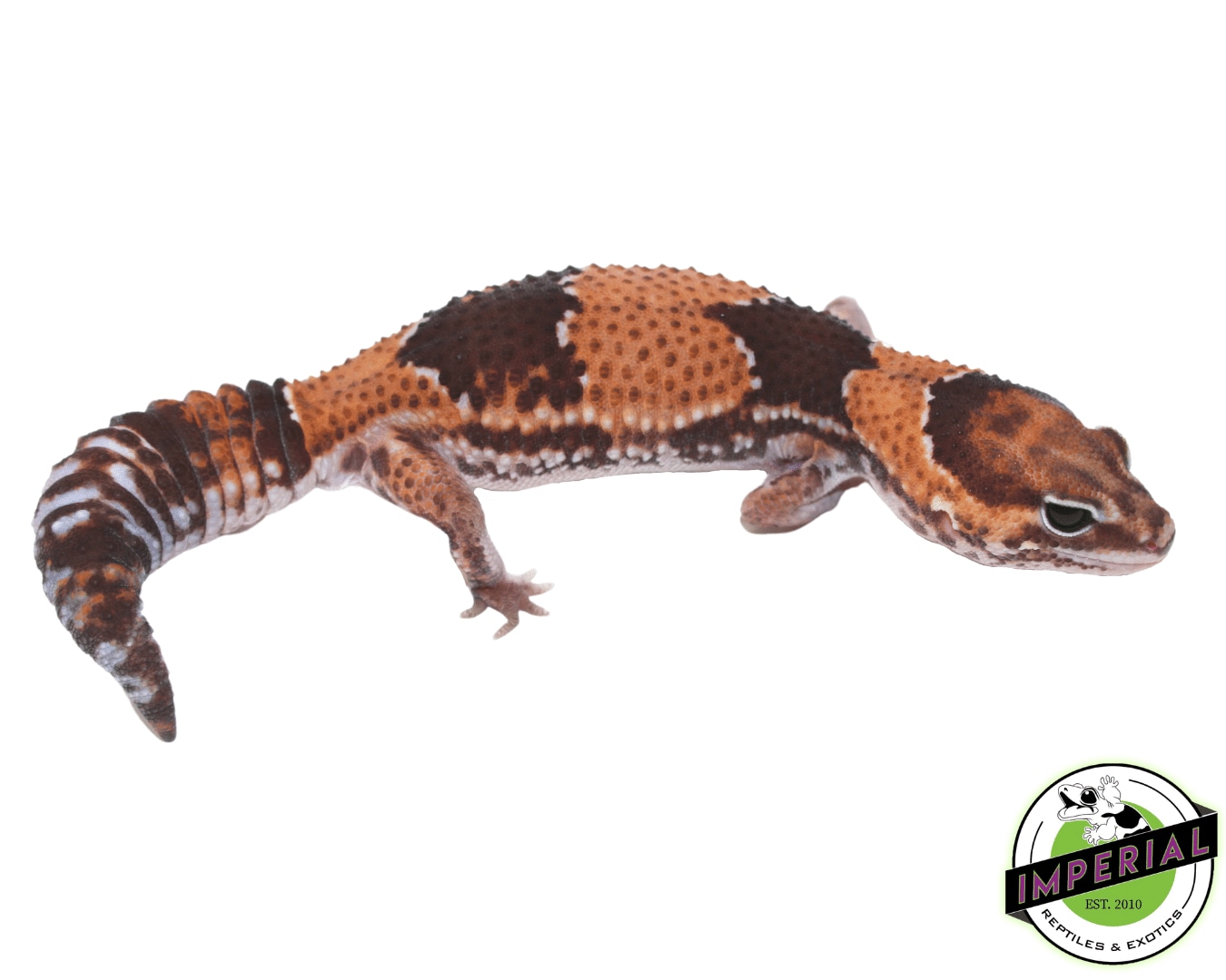 Stinger 100% Het Amel AFT Adult Female African Fat-Tailed Gecko by ...