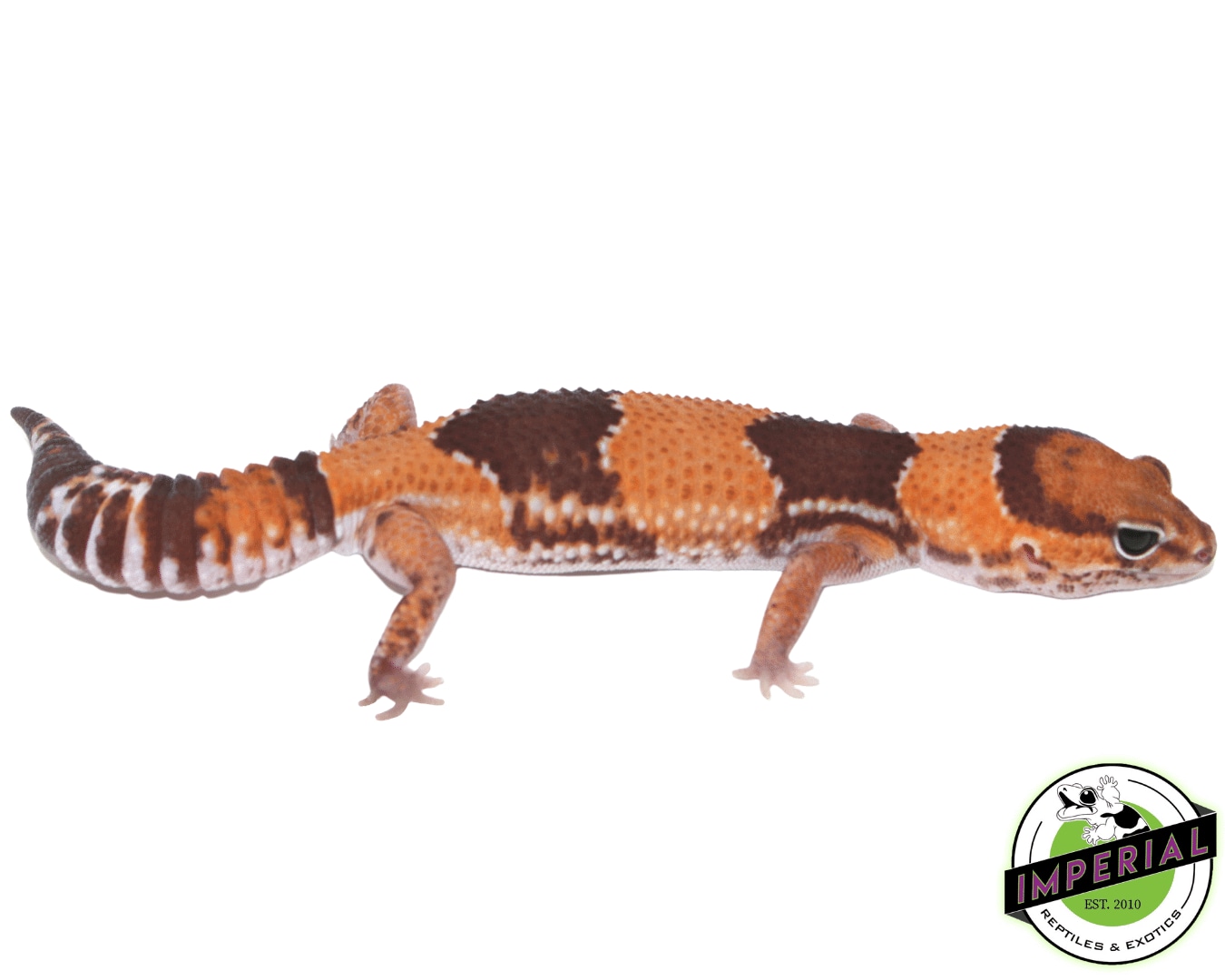 Tangerine 100% Het Amel 66% Het Patternless AFt Adult Female African ...