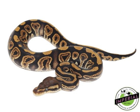 Black Pastel Ball Python by Imperial Reptiles & Exotics, LLC