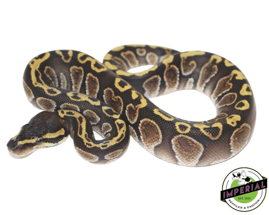 Ghi Fire Ball Python by Imperial Reptiles & Exotics, LLC