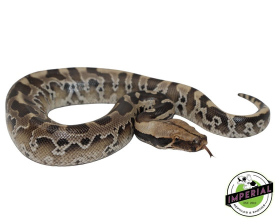 Black Blood Python Baby Sumatran Short-Tailed Python by Imperial ...