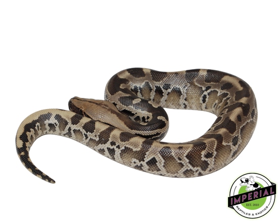 Black Blood Python Baby Sumatran Short-Tailed Python by Imperial ...