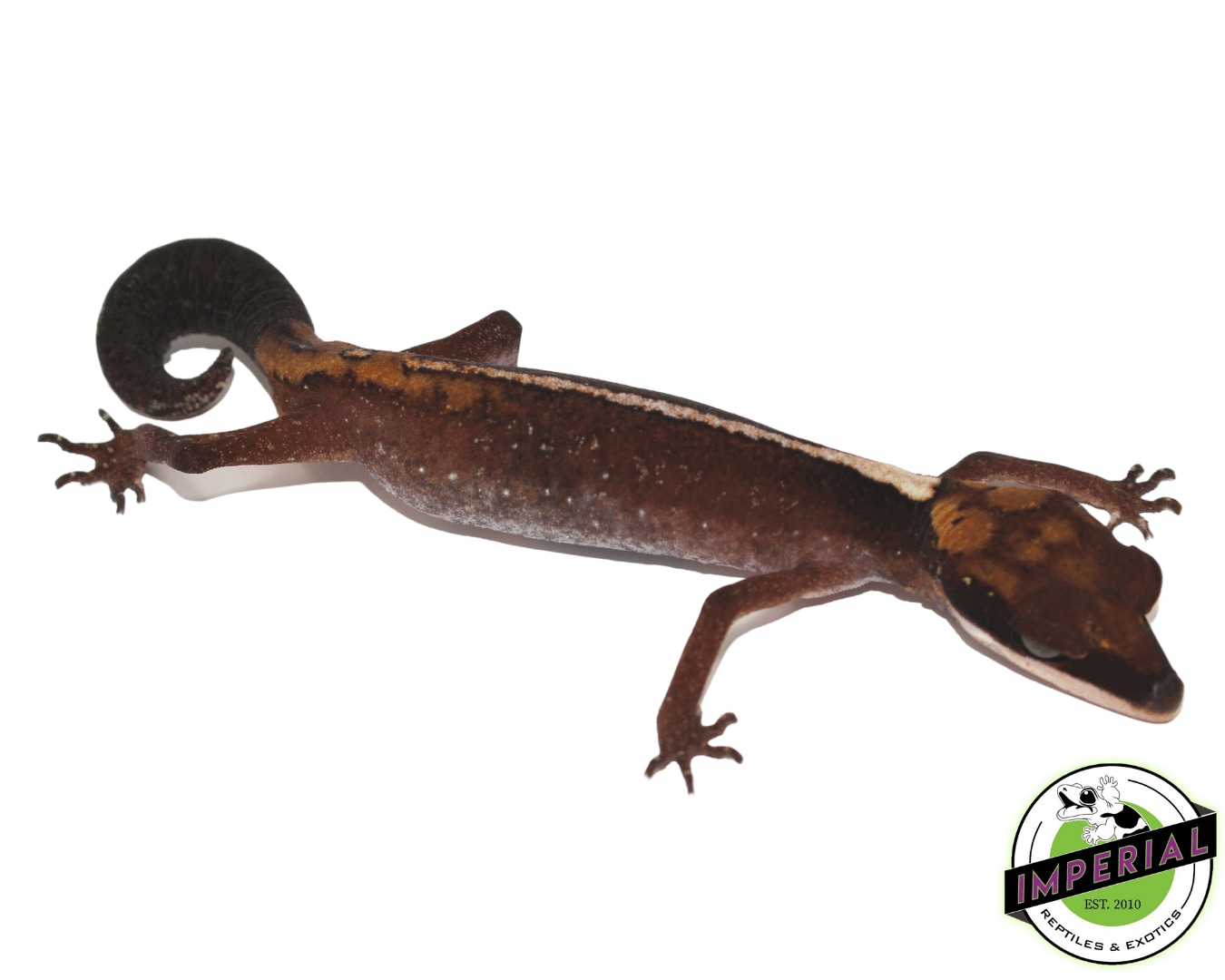 Borneo Cat Gecko More Gecko by Imperial Reptiles & Exotics, LLC ...