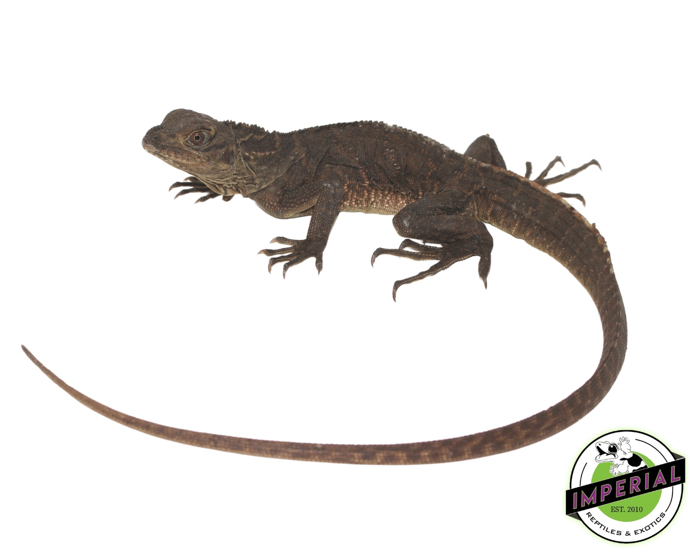 Sailfin Dragon (Hydrosaurus Microlophus) More Lizard by Imperial ...