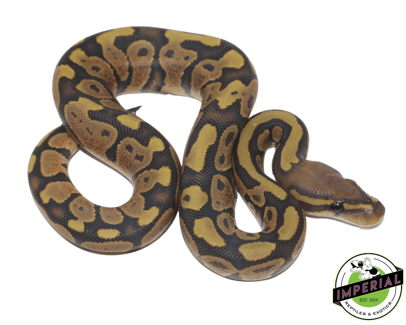 Ghost Ball Python by Imperial Reptiles & Exotics, LLC - MorphMarket