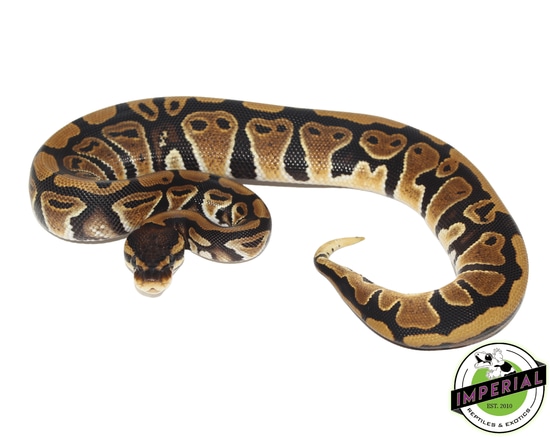 Jedi Ball Python by Imperial Reptiles & Exotics, LLC