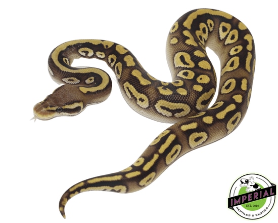Pastave Ball Python by Imperial Reptiles & Exotics, LLC