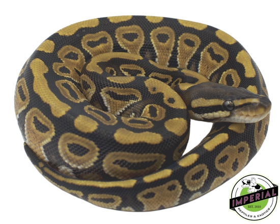 Russo Ball Python by Imperial Reptiles & Exotics, LLC