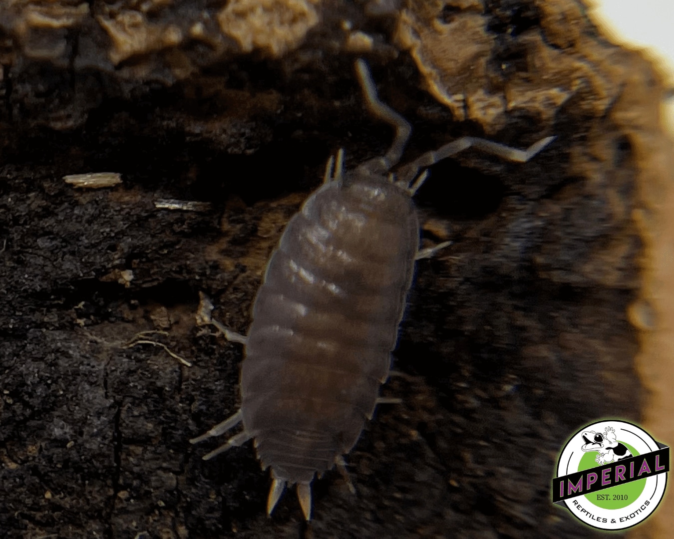 Porcellionides Pruinosus "Powder Blue" 10ct Isopod by Imperial Reptiles ...