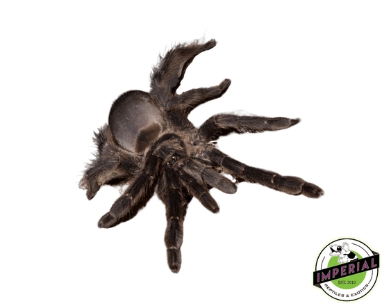 Trinidad Mahogany Tree Spider Other Spider by Imperial Reptiles ...