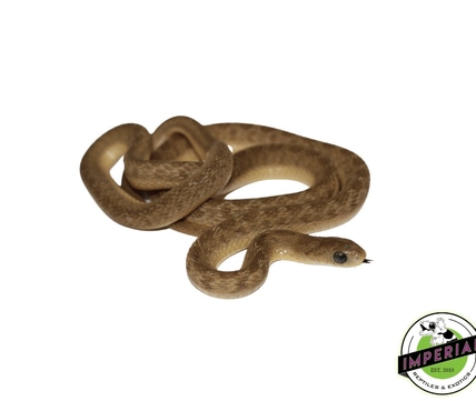 African Egg Eating Snake (Dasypeltis Gansi) Other Colubrid by Imperial ...