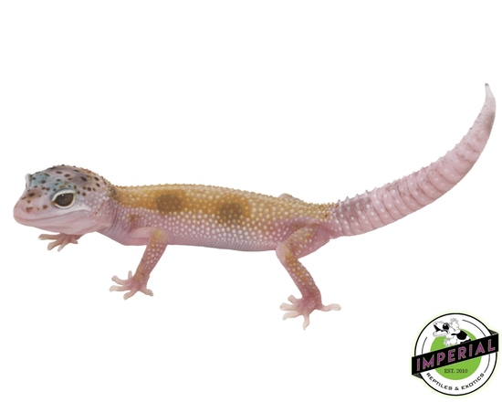 Enigma Leopard Gecko by Imperial Reptiles & Exotics, LLC