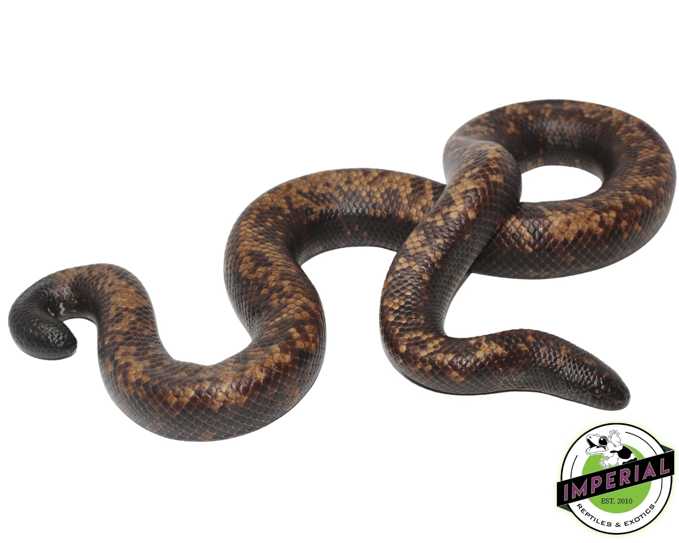 Calabar Python Ground Boa by Imperial Reptiles & Exotics, LLC - MorphMarket