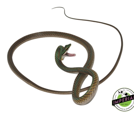 African Egg Eating Snake (Dasypeltis Gansi) Other Colubrid by Imperial ...