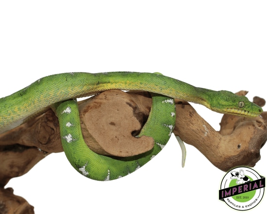 Emerald Tree Boa Northern Emerald Tree Boa by Imperial Reptiles ...
