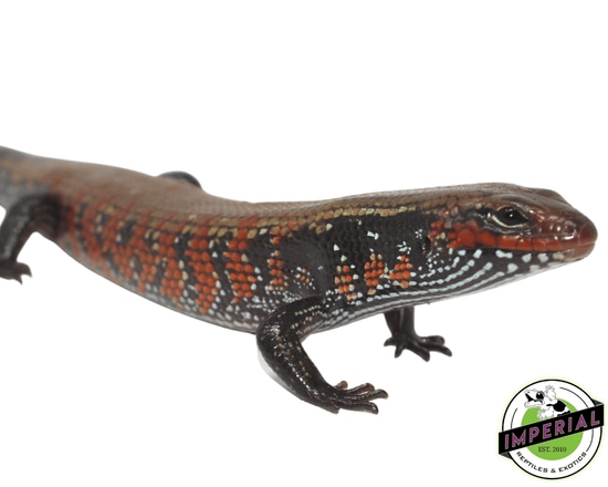 Fire Skink Adult Other Skink by Imperial Reptiles & Exotics, LLC