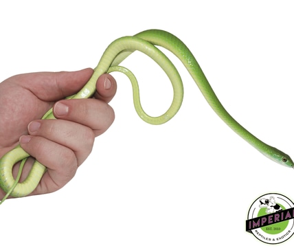 African Egg Eating Snake (Dasypeltis Gansi) Other Colubrid by Imperial ...