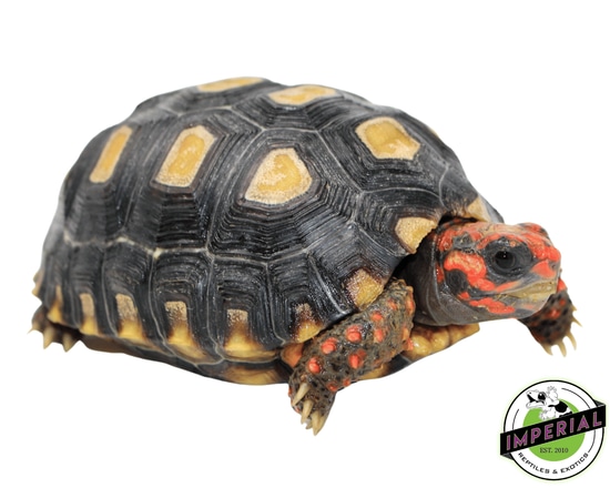 Brazilian Cherry Head Tortoise Juvenile Red-Footed Tortoise by Imperial ...