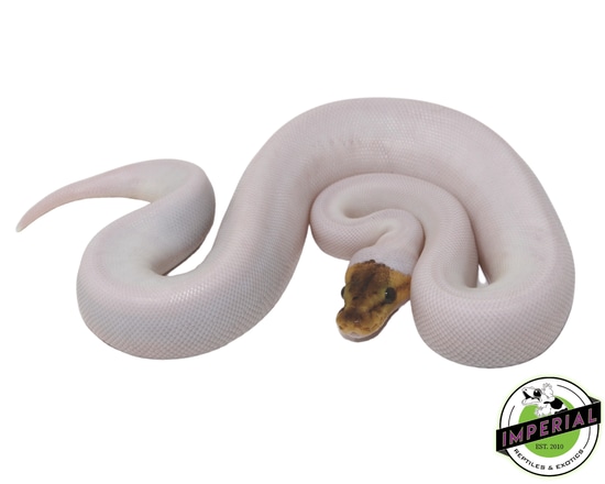 Bumble Bee Spied Ball Python by Imperial Reptiles & Exotics, LLC