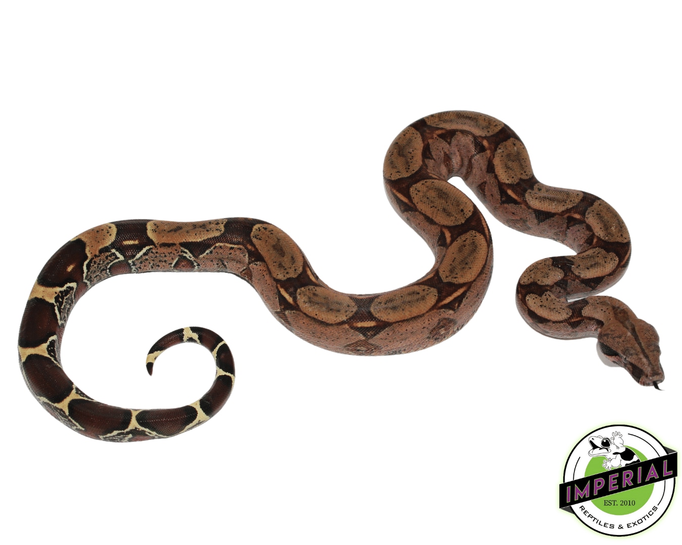 Suriname True Red-tailed Boa Constrictor by Imperial Reptiles & Exotics ...