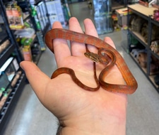 Amazon Tree Boas for Sale - MorphMarket US & Canada