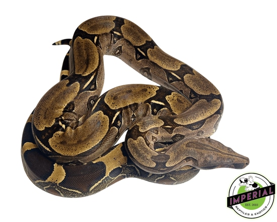 Suriname Red Tail Boa True Red-Tailed Boa Constrictor by Imperial ...