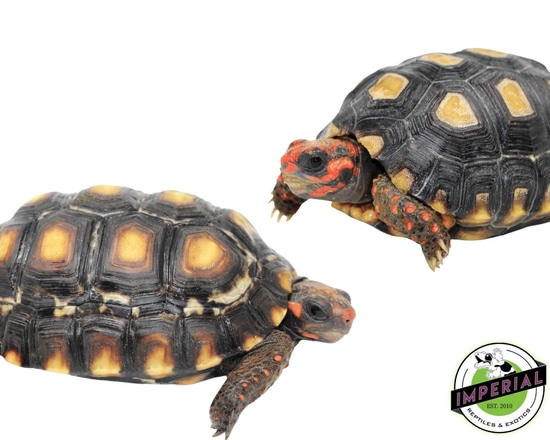 2pk Brazilian Cherry Head Tortoise (Well-Started) Red-Footed Tortoise ...
