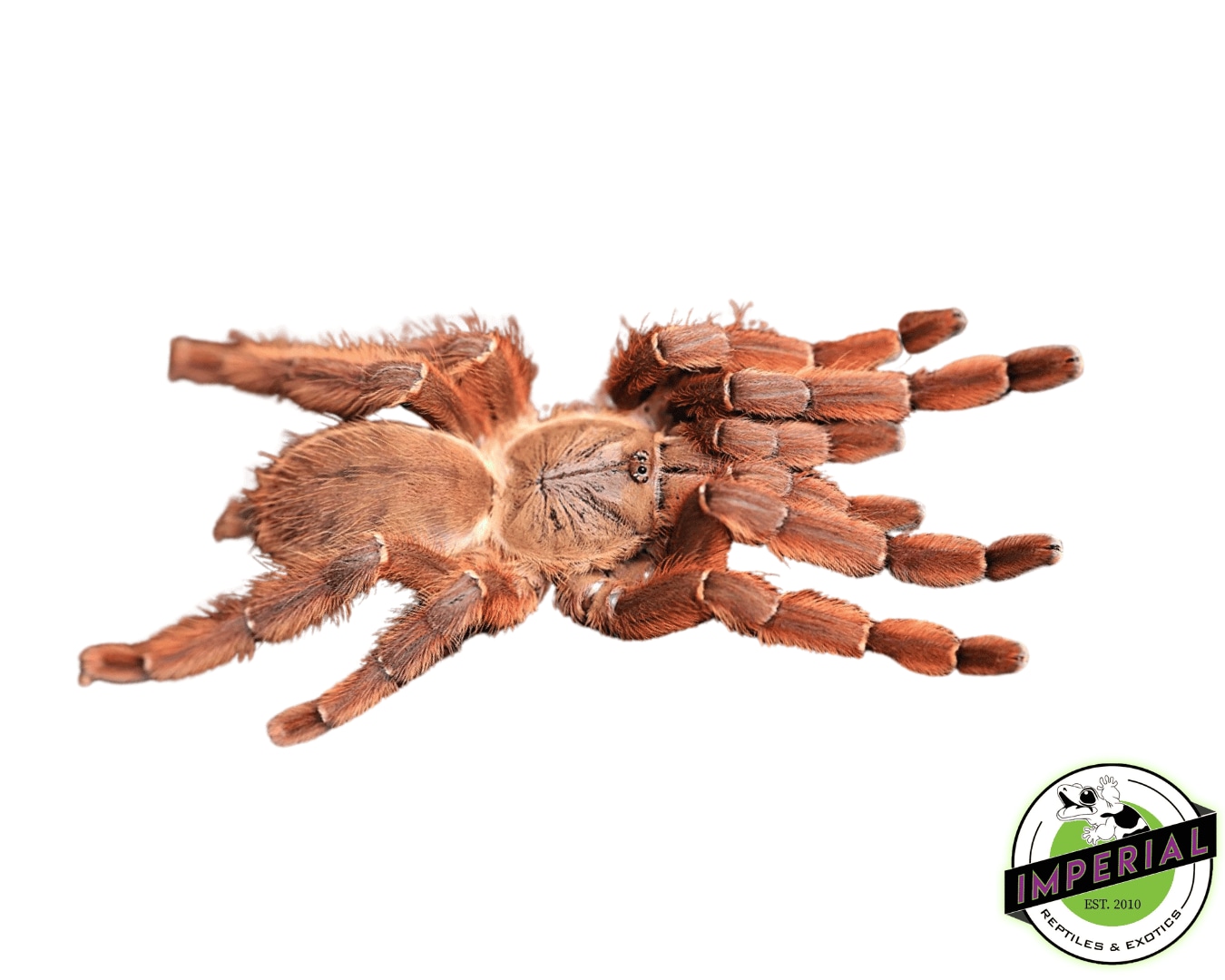 Peach Earth Tiger (Phormingochilus Sp. 'Rufus') Tarantula by Imperial ...