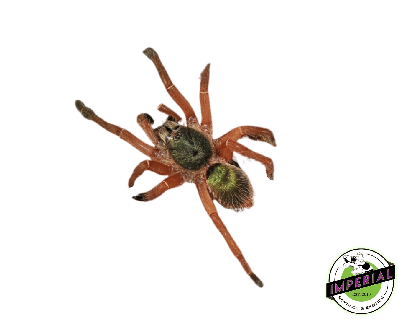 Emerald Skeleton (Ephebopus Uatuman) Tarantula by Imperial Reptiles ...