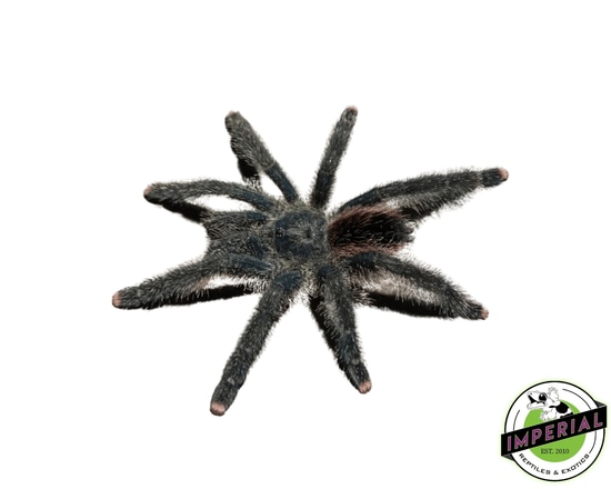 Peruvian Pink-Toe Tarantula (Avicularia Juruensis) by Imperial Reptiles ...