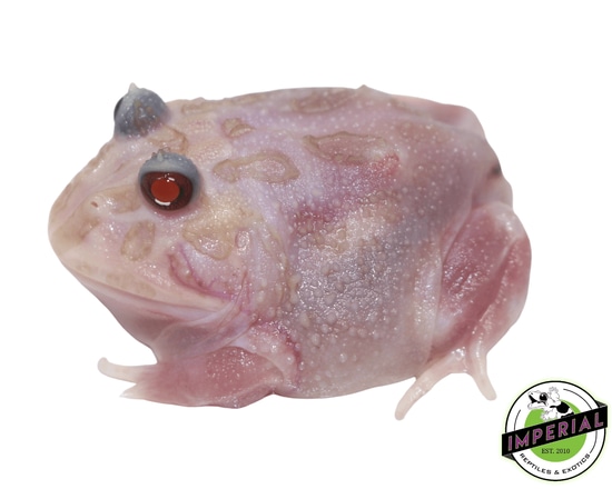 Mutant Pacman Frog "Pink Ranger" by Imperial Reptiles & Exotics, LLC