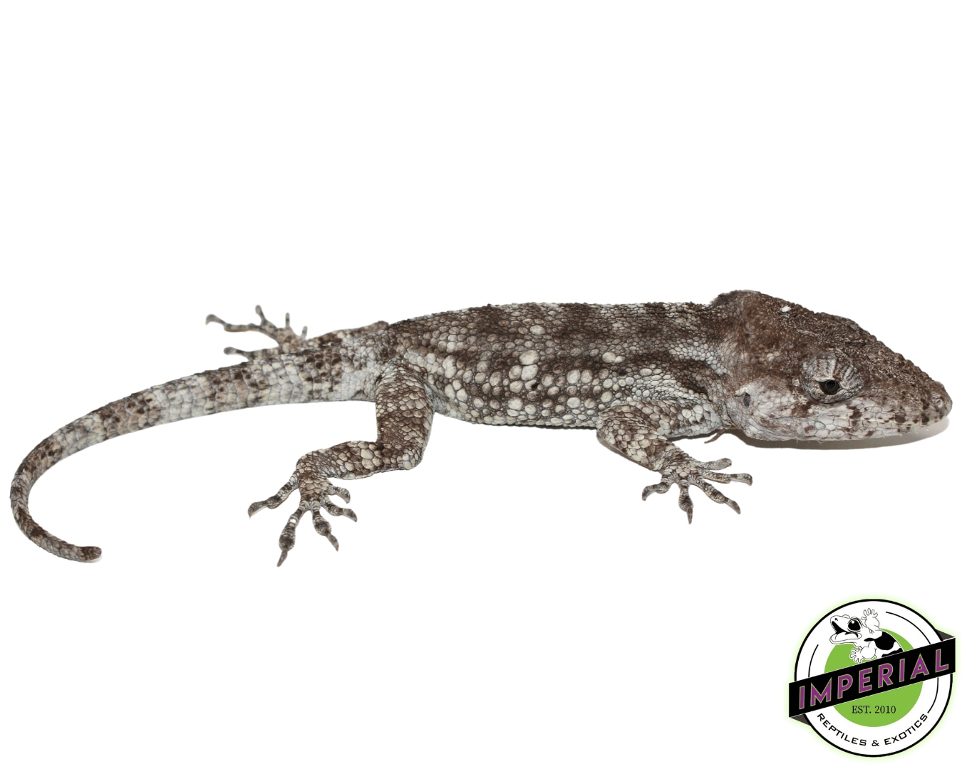 False Chameleon Adult Anole by Imperial Reptiles & Exotics, LLC ...