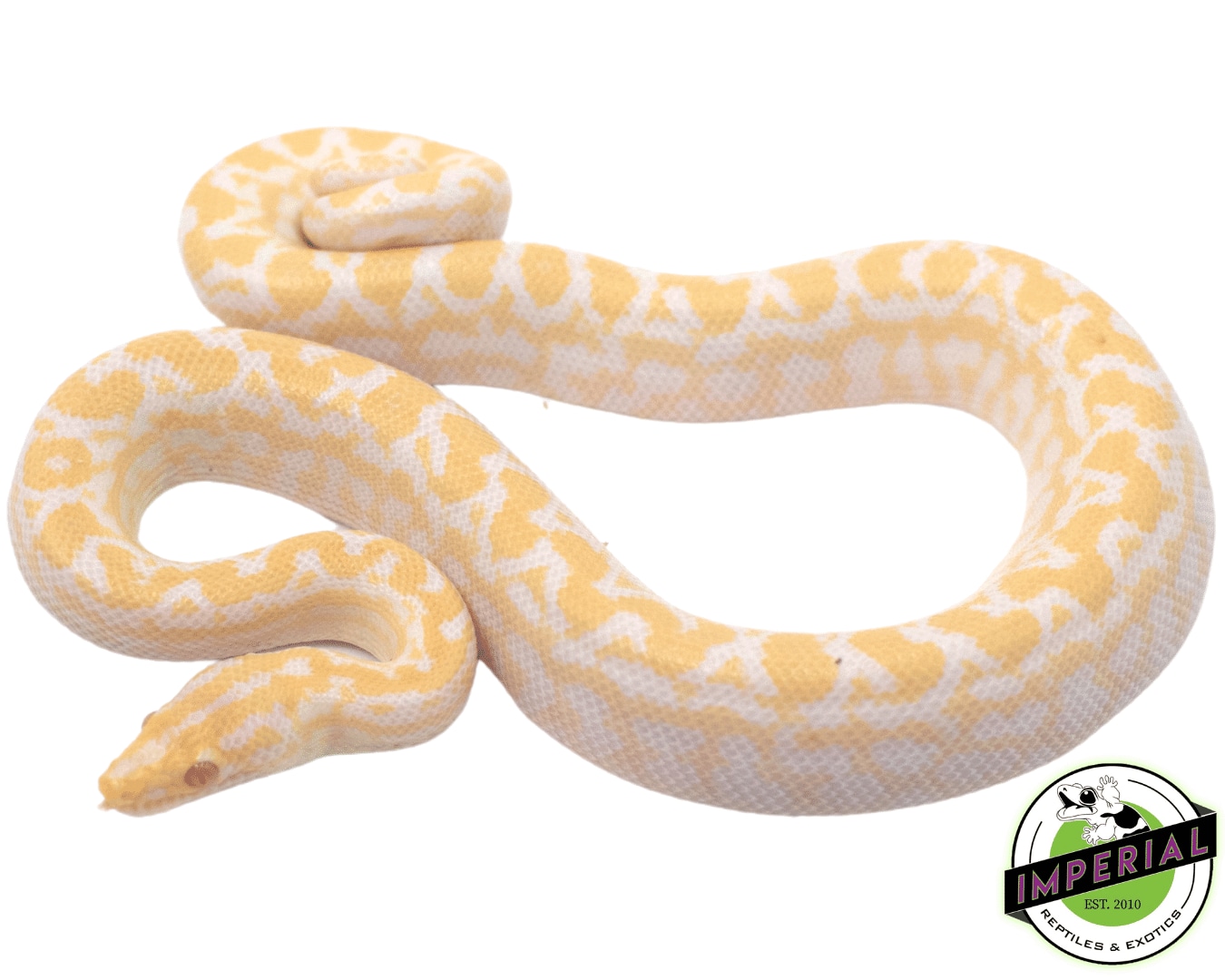 Albino Colombian Rainbow Boa by Imperial Reptiles & Exotics, LLC ...