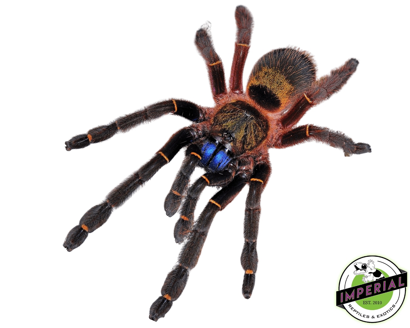 Blue Fang Skeleton (Ephebopus Cyangnathus) Tarantula by Imperial ...