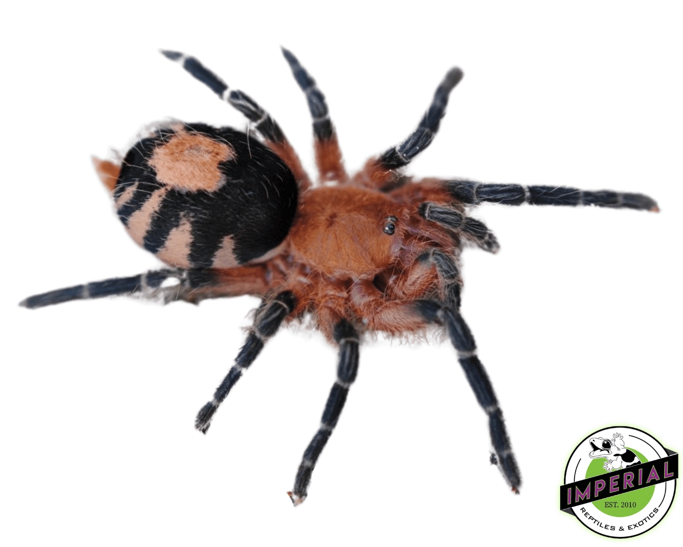 Bolivian Dwarf Beauty (Cyriocosmus Perezmilesi) Tarantula by Imperial ...