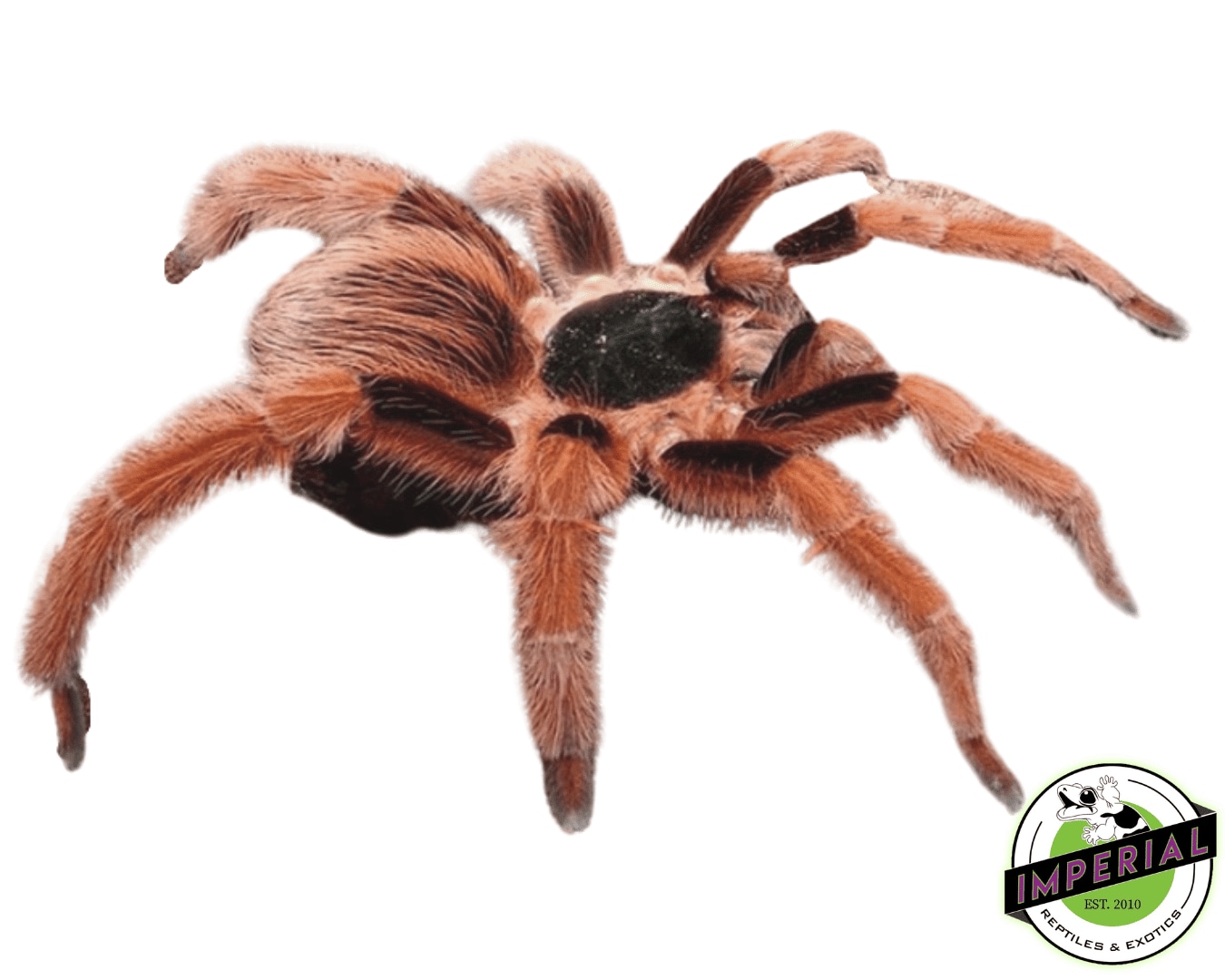 Colombian Giant Redleg (Megaphobema Robustum) Tarantula by Imperial ...