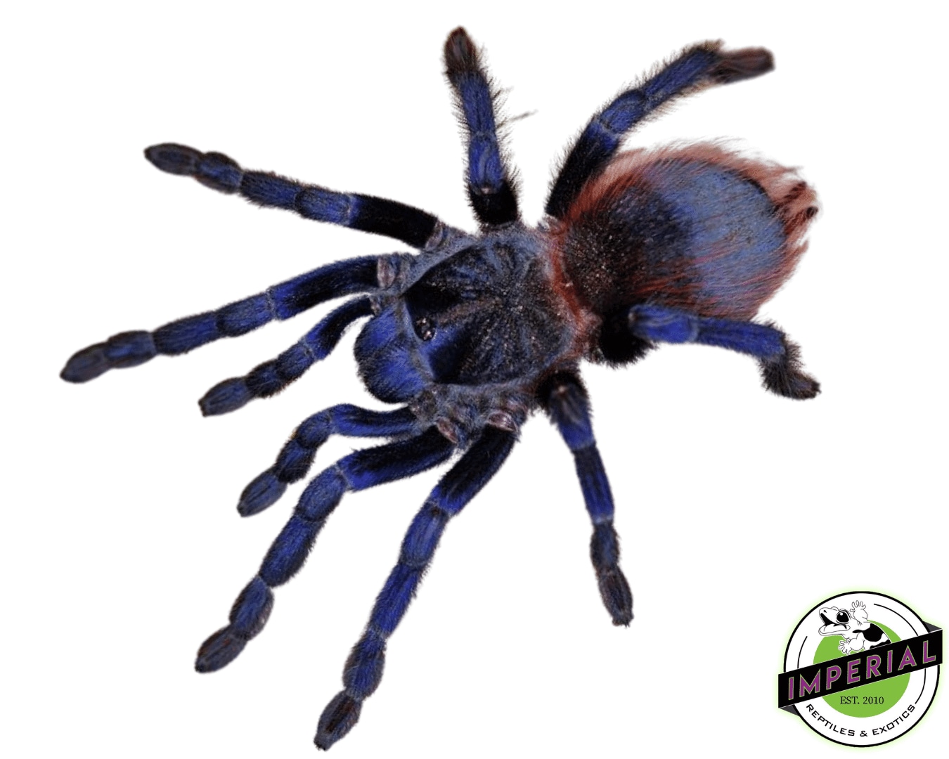 Brazilian Blue Violet (Pterinopelma Sazimai) Tarantula by Imperial ...