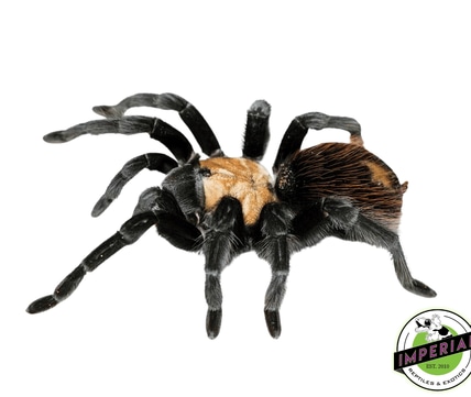 Peruvian Flame-rump (Thrixopelma Ockerti) Tarantula by Imperial ...