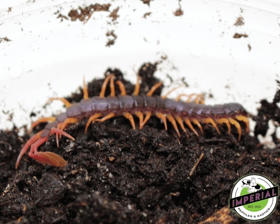 Flag Tail Centipede by Imperial Reptiles & Exotics, LLC