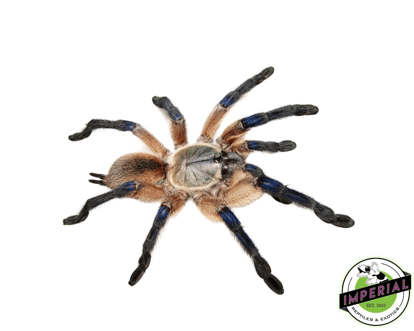 Socotra Island Blue Baboon (Monocentropus Balfouri) Adult Female ...